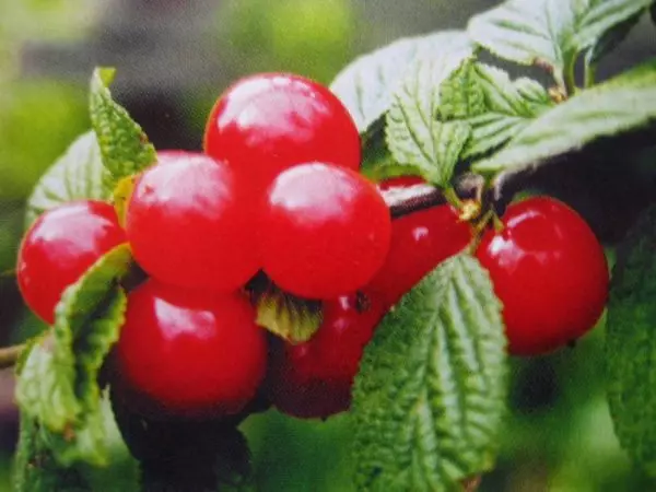 Cherry Sayuut.