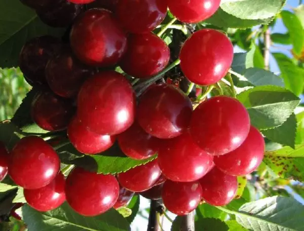Yubilina cherry