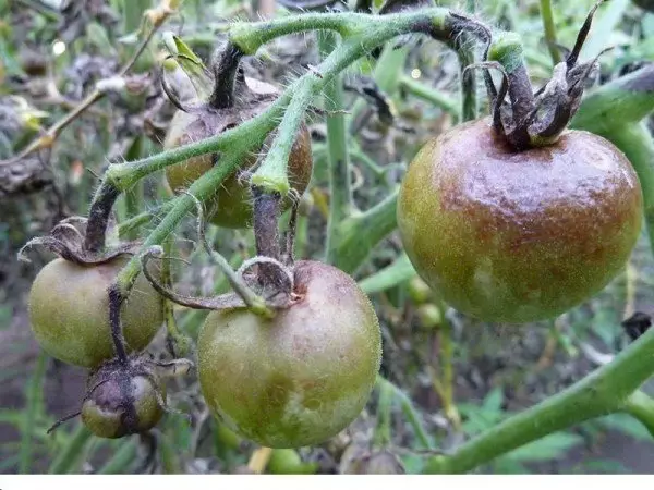 IClaudsosis kwiTomatoes