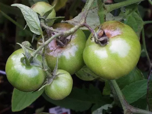 Vertex ibora tomatov