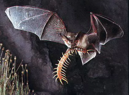 Bat nge prey