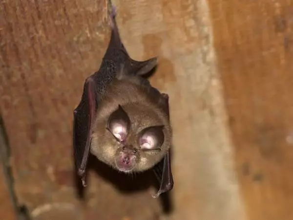 蝙蝠在阁楼里