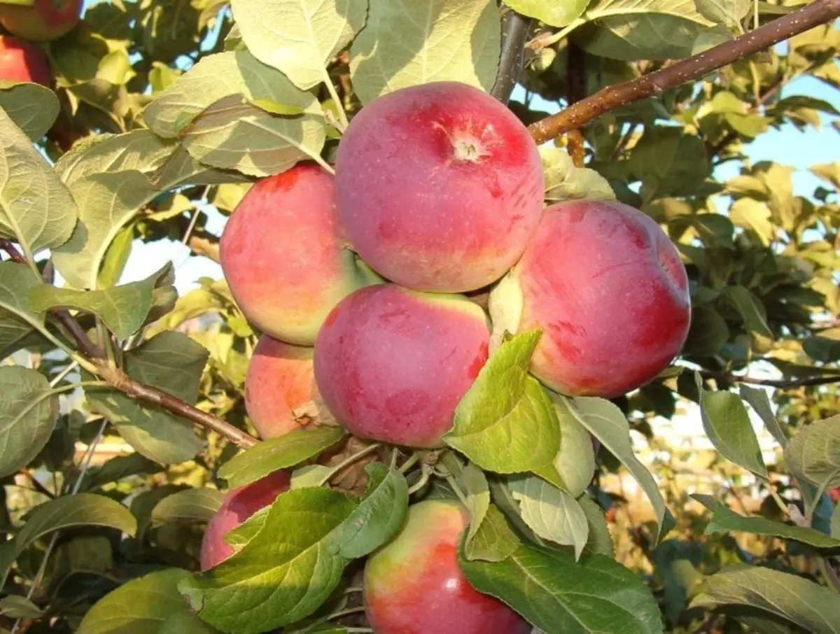 Nekoliko razreda maline, ribizle i stabala jabuka sa velikim plodovima 1447_7