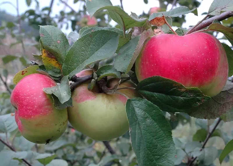 چند درجه از تمشک، درختان توت و سیب با میوه های بزرگ 1447_8