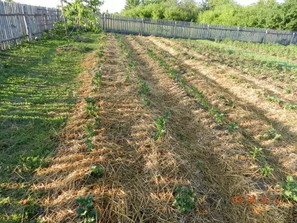 Garten mit Kartoffeln unter Stroh