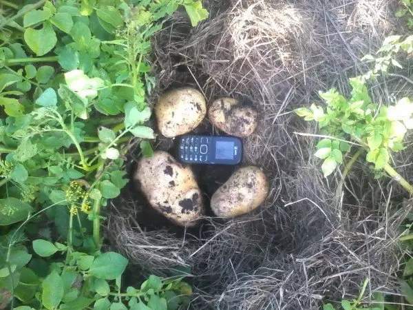 Perbandingan ukuran umbi kentang dengan ponsel