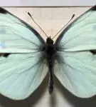 Butterfly-Beyanka