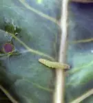 Lakhy ea Cabbage Moth