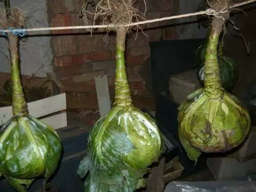 Cabbage Cia