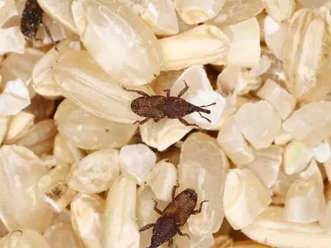 Ρύζι weevil