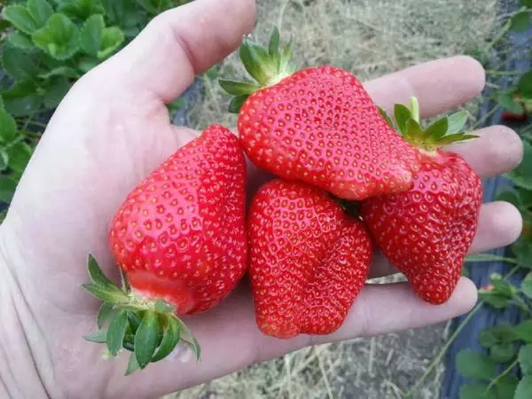 I-Garden Strawberry Alba