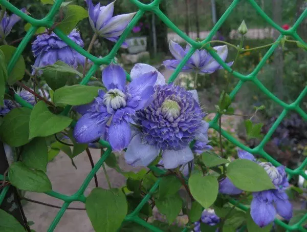 Clematis tuirlingthe in earrach ithreach oscailte: teagasc le grianghraif