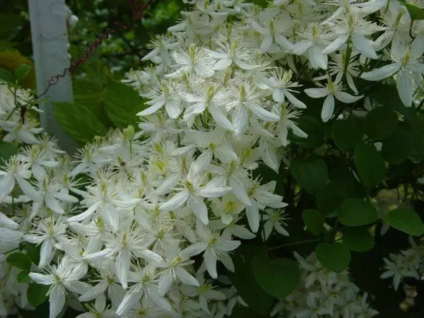 Clematis blanca.