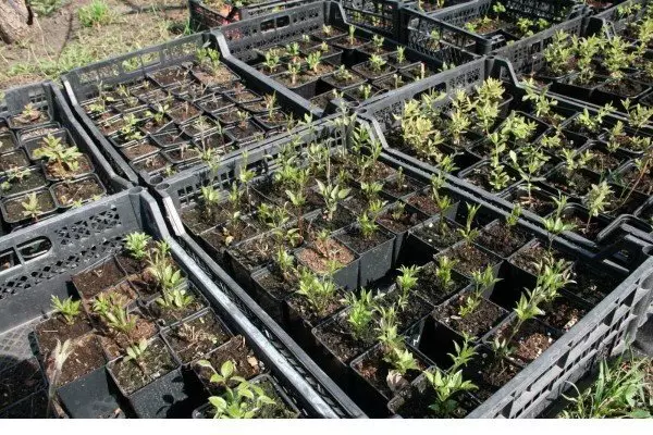 Saplings ippreparati għall-iżbark