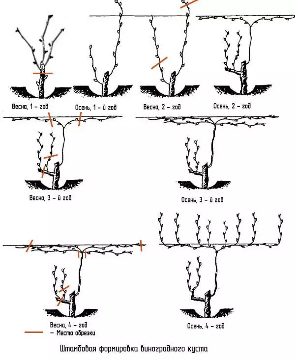 Stammarbildning av druvbush