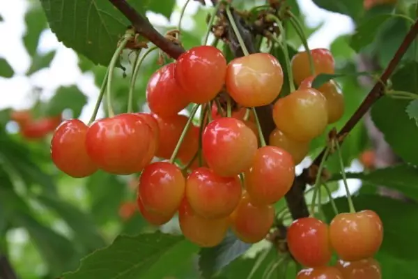 Cherry mitundu Bryansk pinki