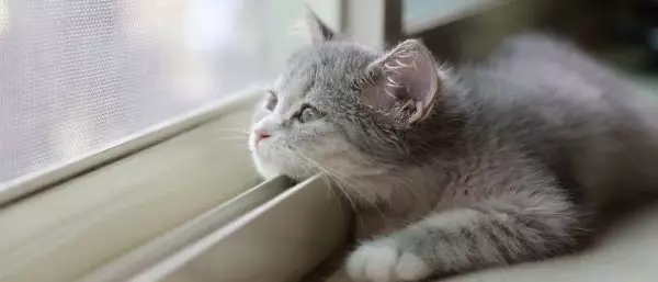 Mačka sa pozerá na sieť komárov