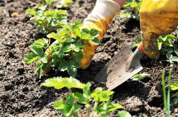 Fresas de aterrizaje en primavera en tierra abierta: Tiempo e instrucciones