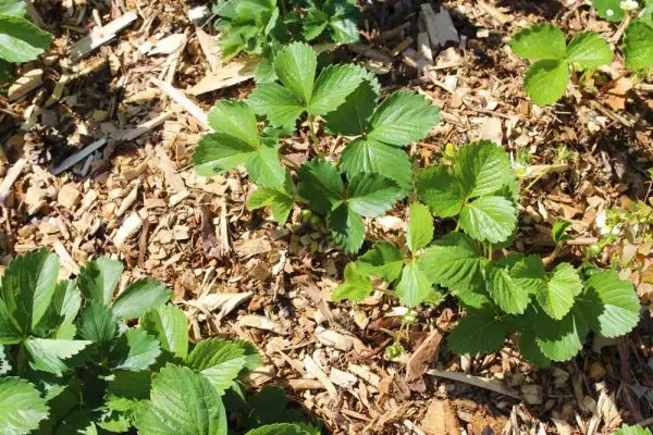 I-mulching strawberries