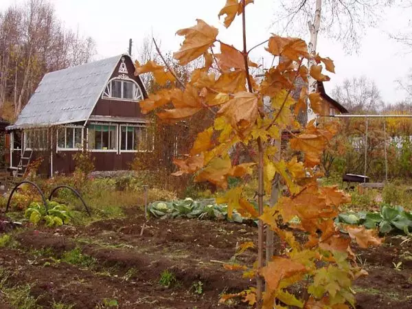 Izichumisi ze-Autumn kwiGadi negadi: xa usenza kwaye ngcono ukondla umhlaba