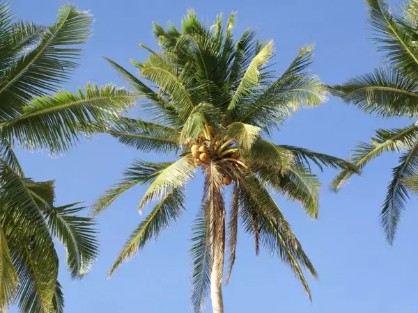 какосавыя пальмы