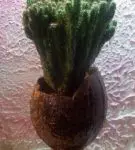 Kaktus në kashpu