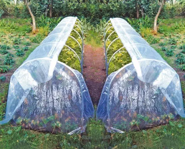 Tunnelmetode for voksende agurker