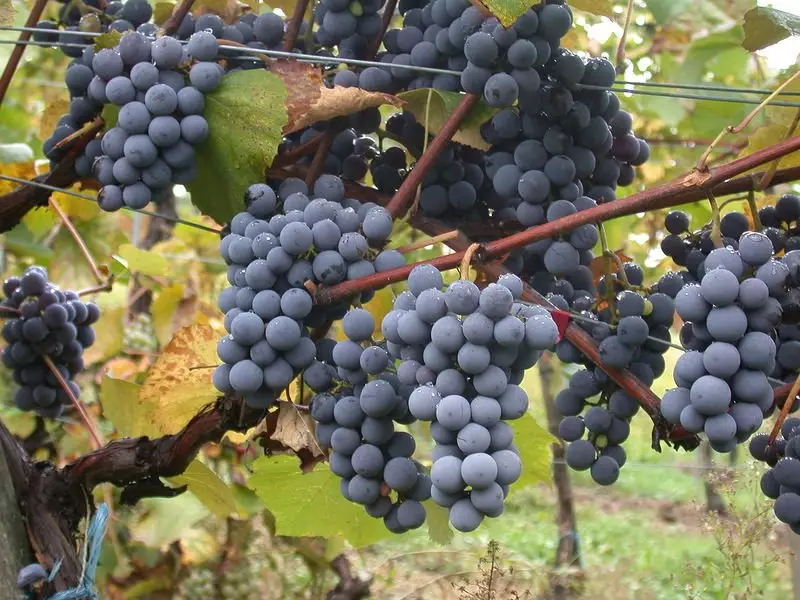 Landende druiven met stekken en zaailingen in de lente: deadlines en instructies