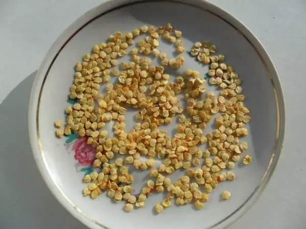 Чиле пипер семиња на чинија