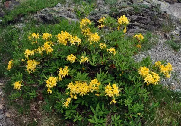 Rhododendron Yellow