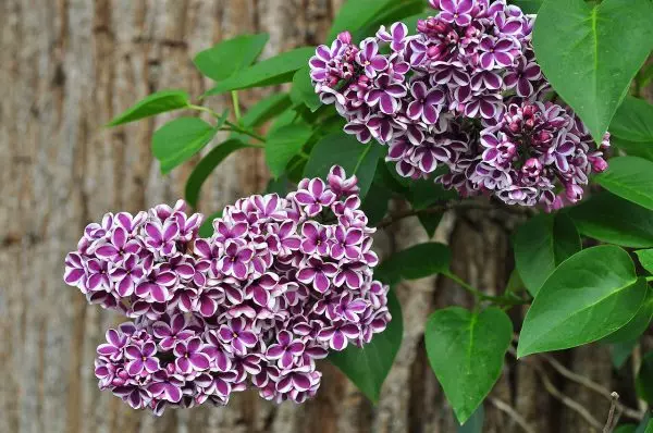 I-lilac