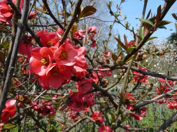 henomeles ที่สวยงาม