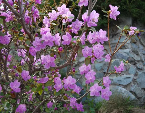 Rhododendron Daursky.