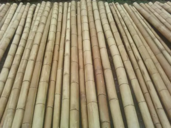 Bambus blanks.