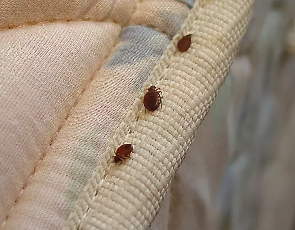 Bedbugs buatan sendiri di furnitur