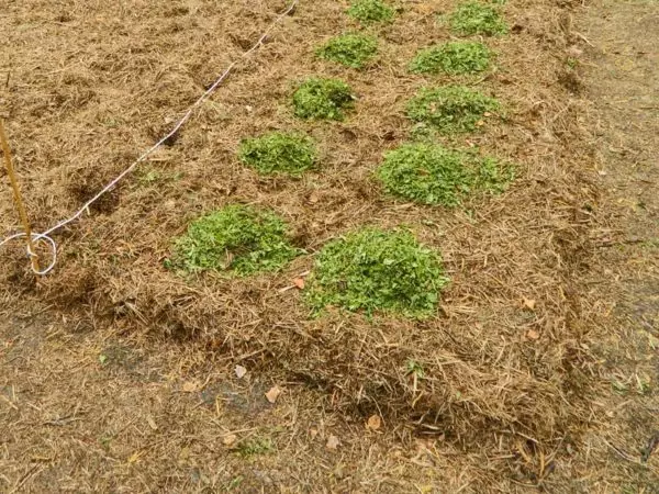 Chuẩn bị cỏ để hạ cánh khoai tây