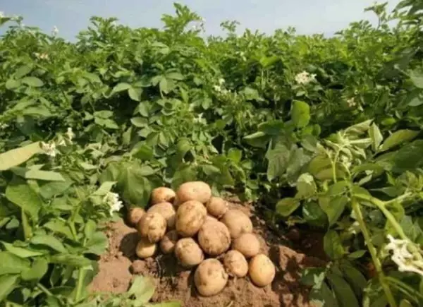 Kaetud kartuli mugulad