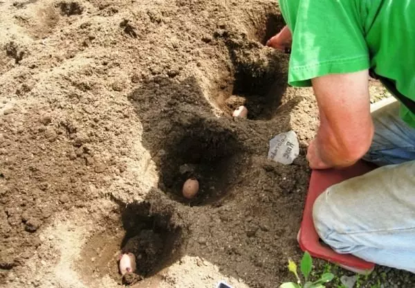 Potatislandning i brunnar under skoveln