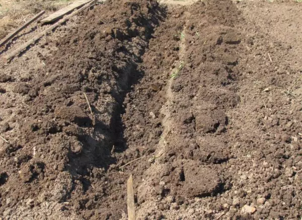 Plantera potatis i grävningar