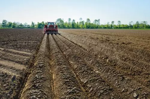Jordbearbetning under plantering av potatis i åsen traktorn