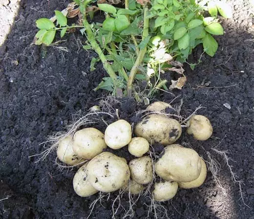 Kaldetud kartulibusside mugulatega