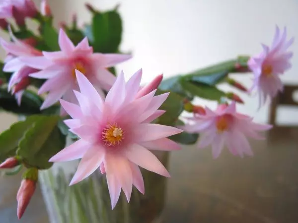 Hatior - Blumenpflege zu Hause + Foto