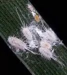 Mealybug