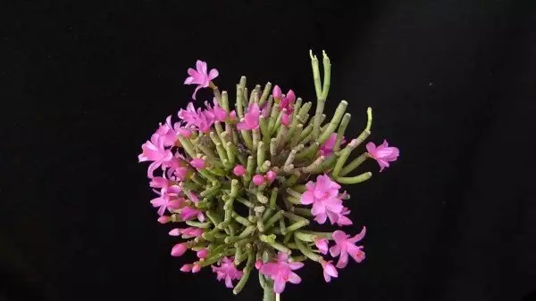 Hatioro germina