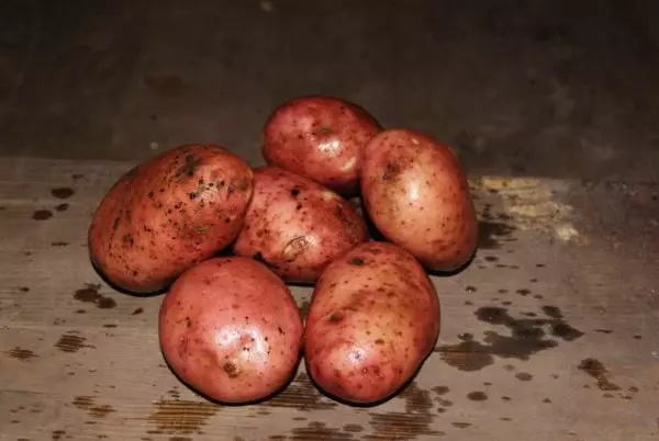 Krompir Zhuravinka