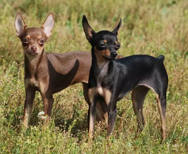 Honden voor luie eigenaren: top beste rassen met foto's