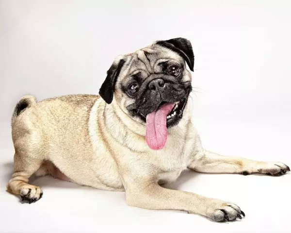 Pug