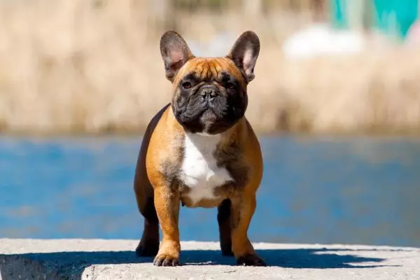 Franse bulldog