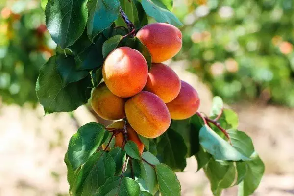 Apricot fruits