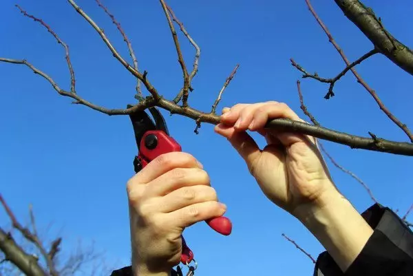 Pruning branches apricot